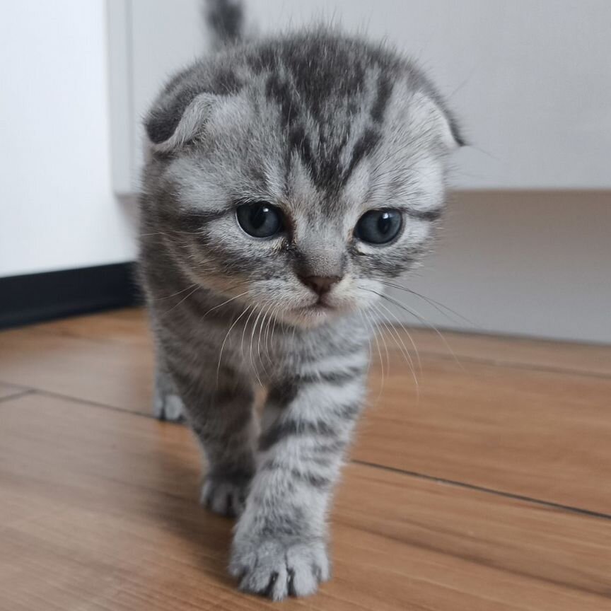 Шотландский вислоухий короткошёрстный котёнок
