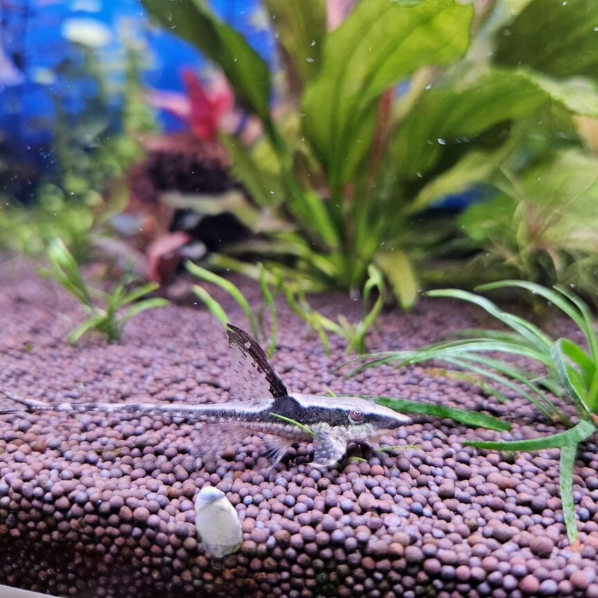 Стурисома панамская, аквариумные растения