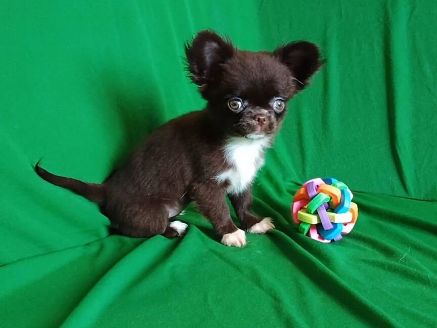 Щенки чихуахуа