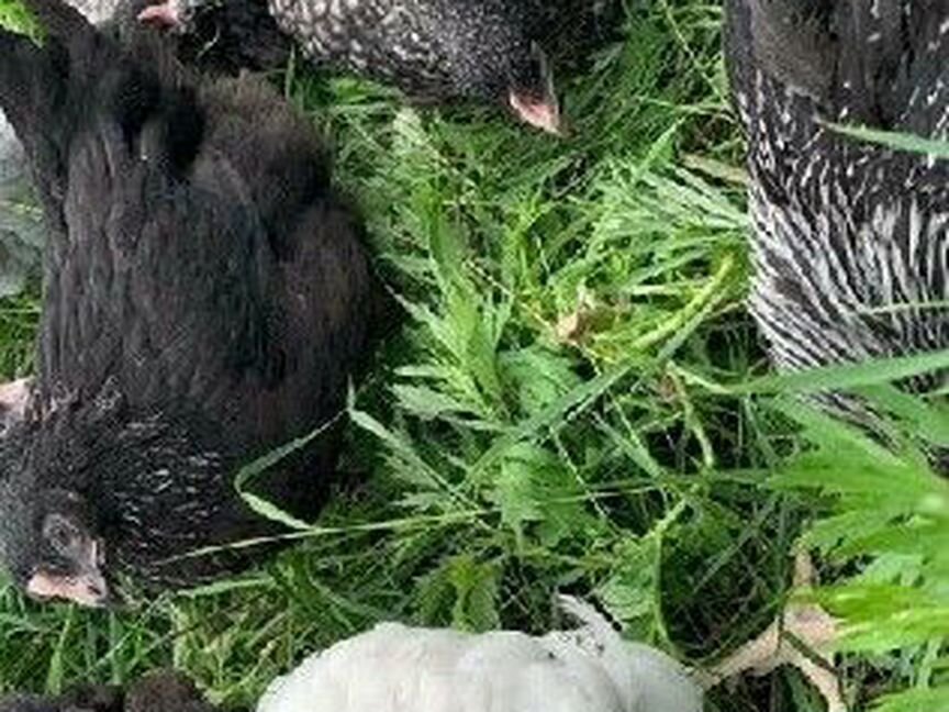 Курицы молодки