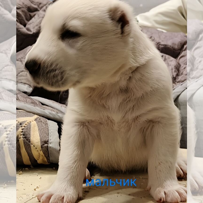 Среднеазиатская овчарка, щенок