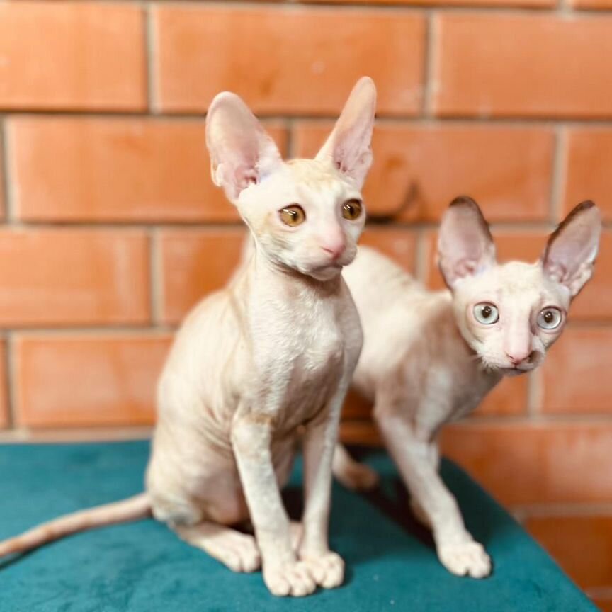 Девочки корнишрекс
