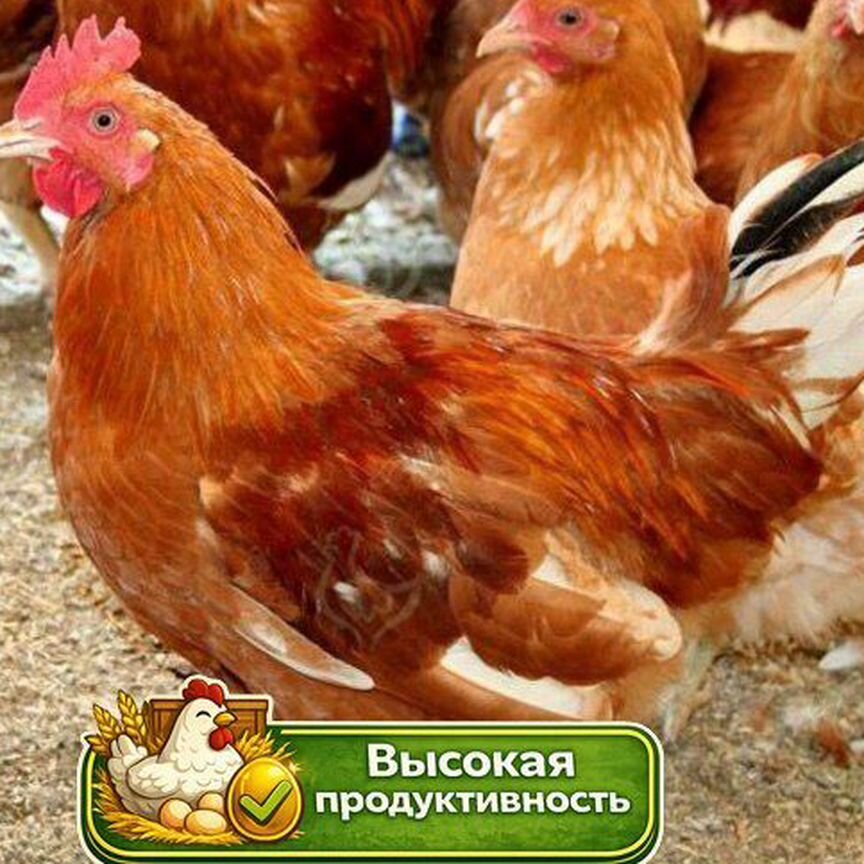 Куры несушки с доставкой
