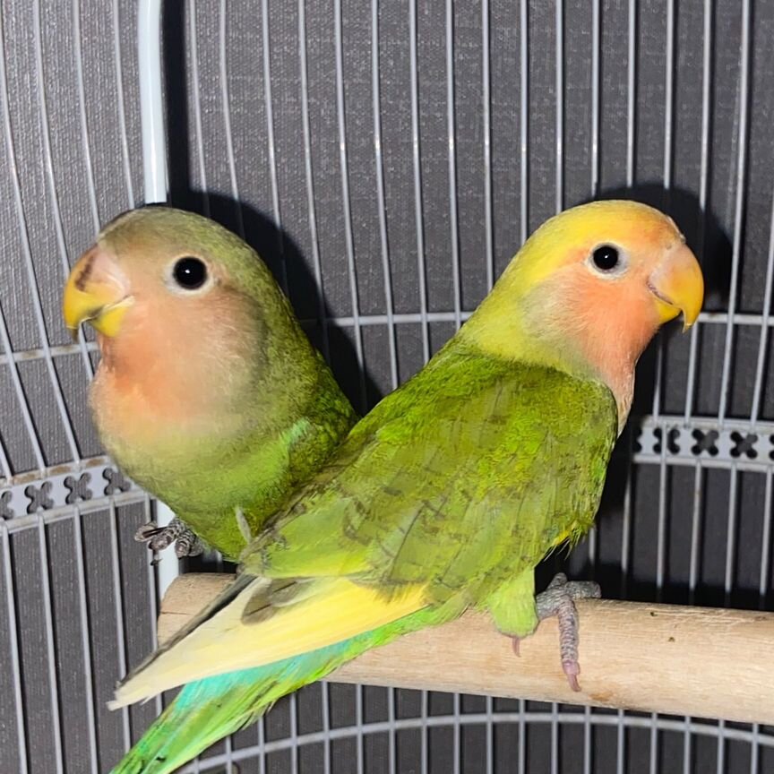 Попугай неразлучник