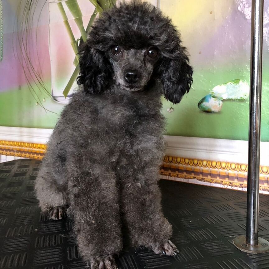 Той-пудель, взрослая собака