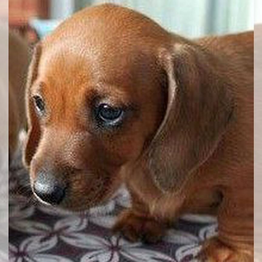 Такса, щенок