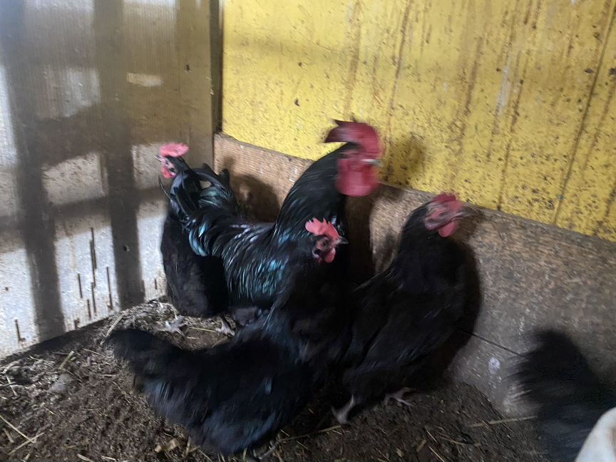 Семья куриц породы синь-синь-дянь