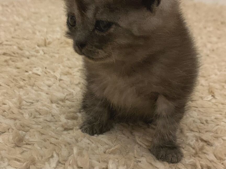 Кошечка в добрые руки