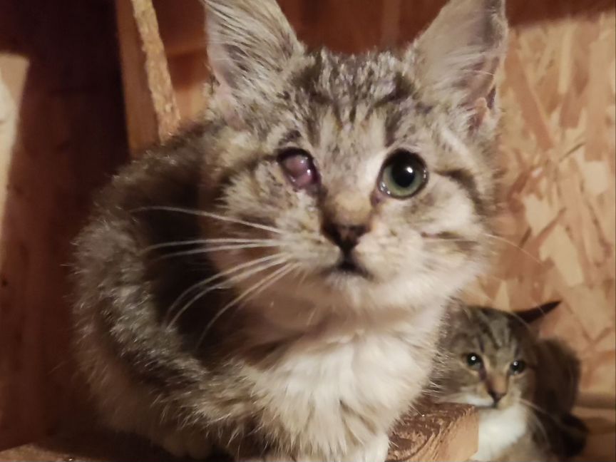 Больной, никому не нужный котенок ждёт помощи