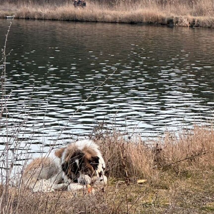 Ищу старых хозяев