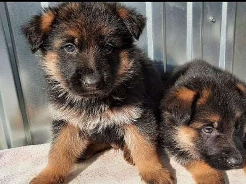 Щенки немецкой овчарки