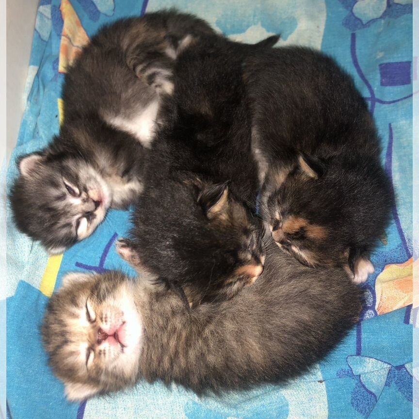 Американские короткошерстные котята