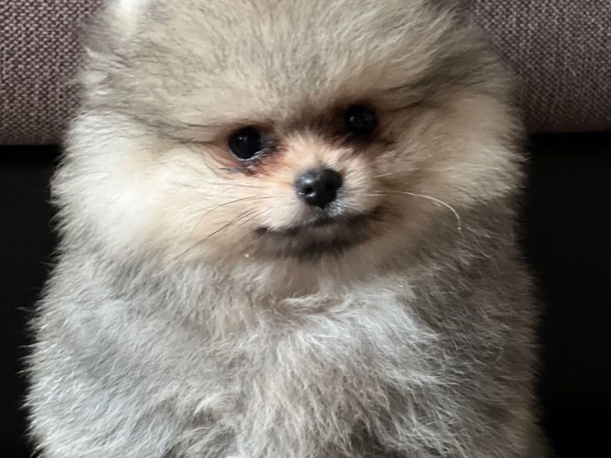 Померанский шпиц