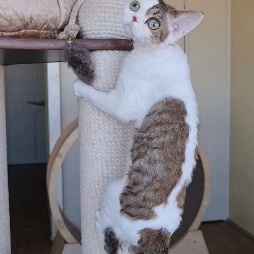 Кошка девон рекс бесплатно