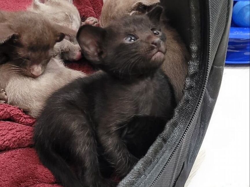Ориентальные котята