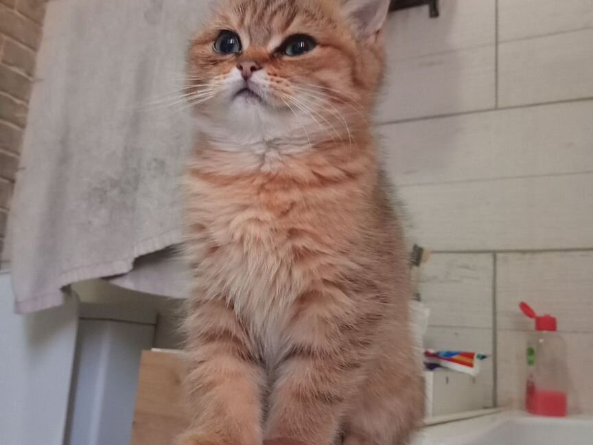 Кошка