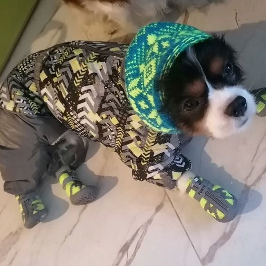 Кавалер кинг чарльз спаниель мальчик