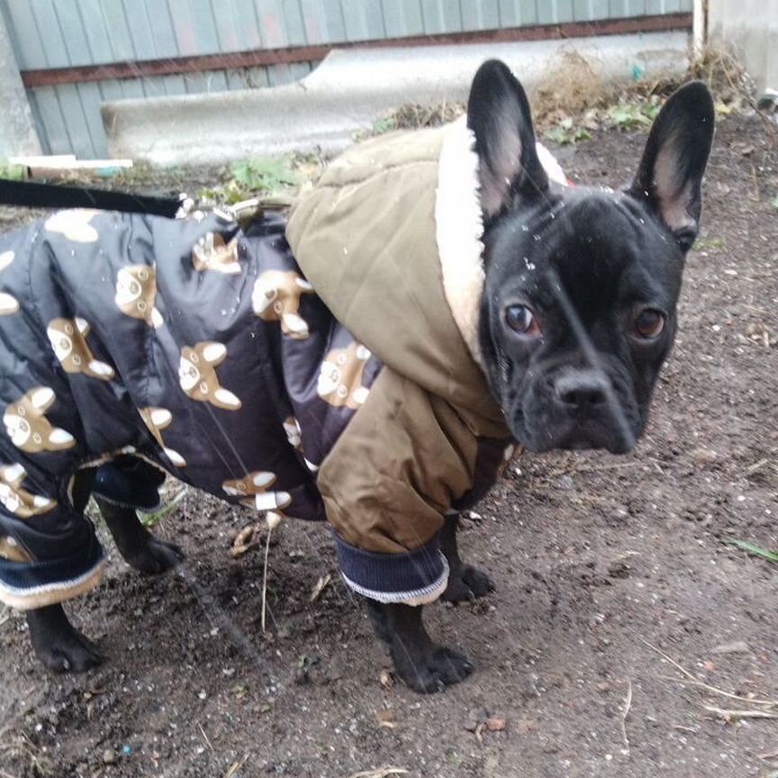 Вязка французского бульдога