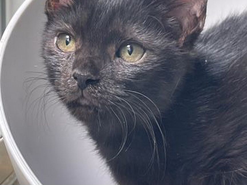 Отдам в добрые руки