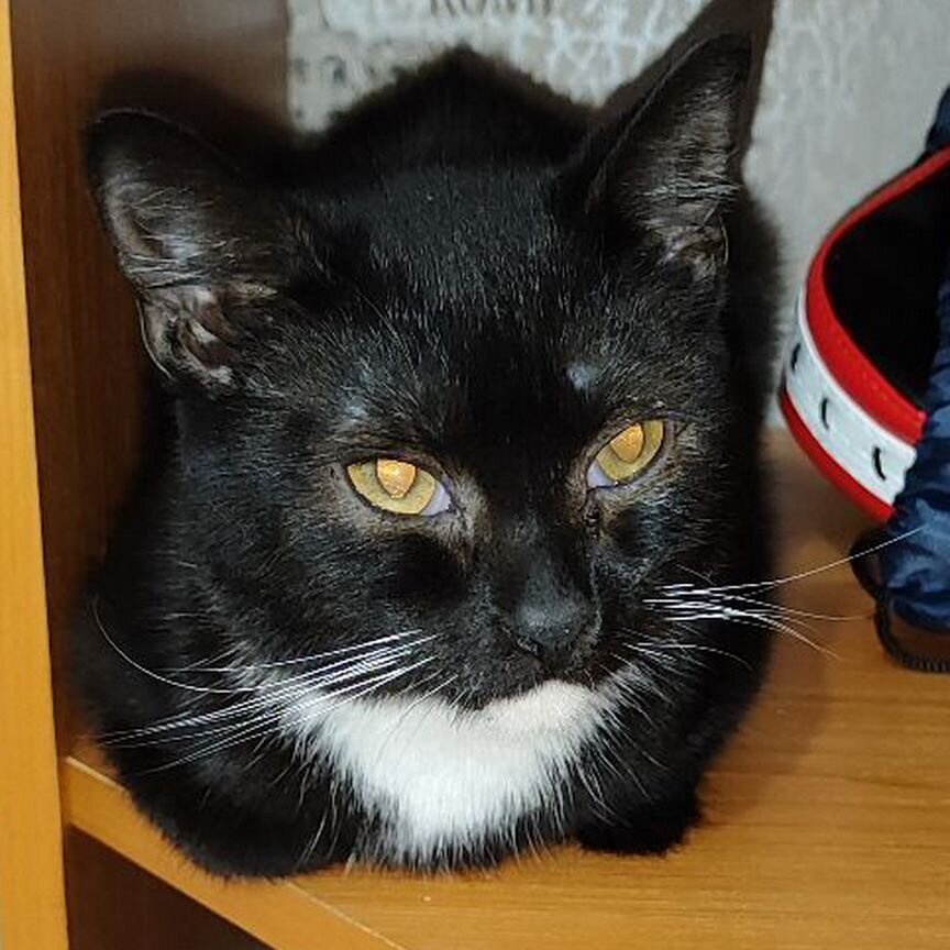 Котенок 6-7 мес