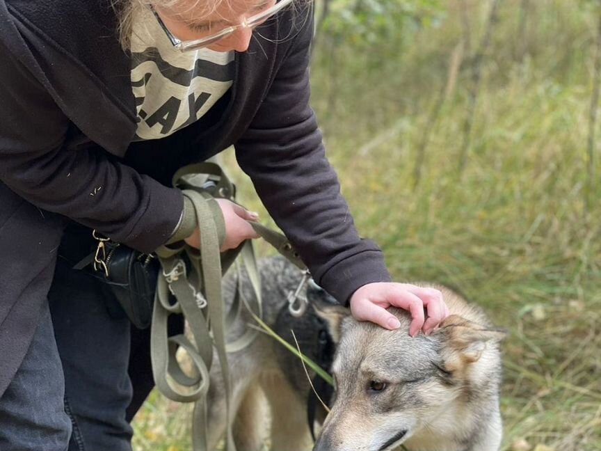 Милая собачка Алина