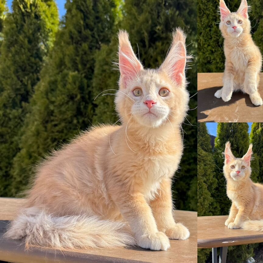 Мейн-кун котёнок