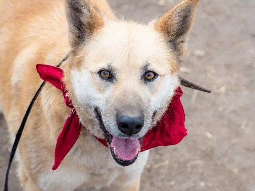 Лея ждет чуда