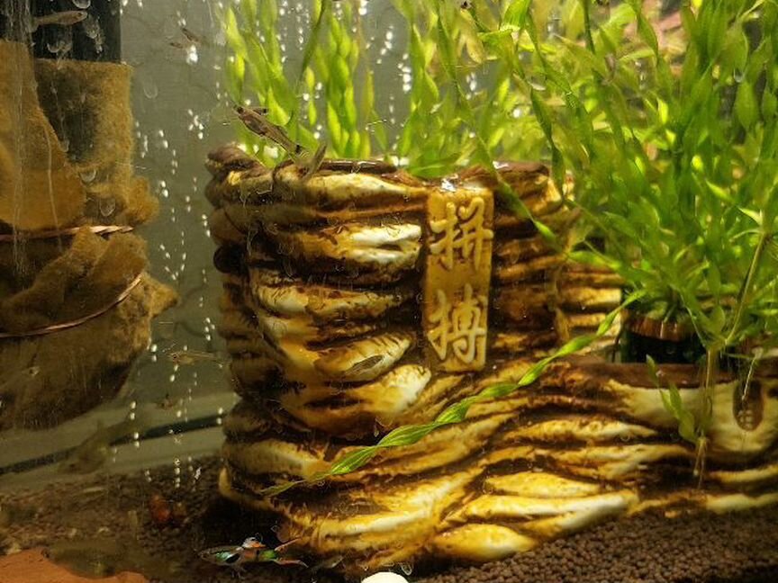 Мальки гуппи