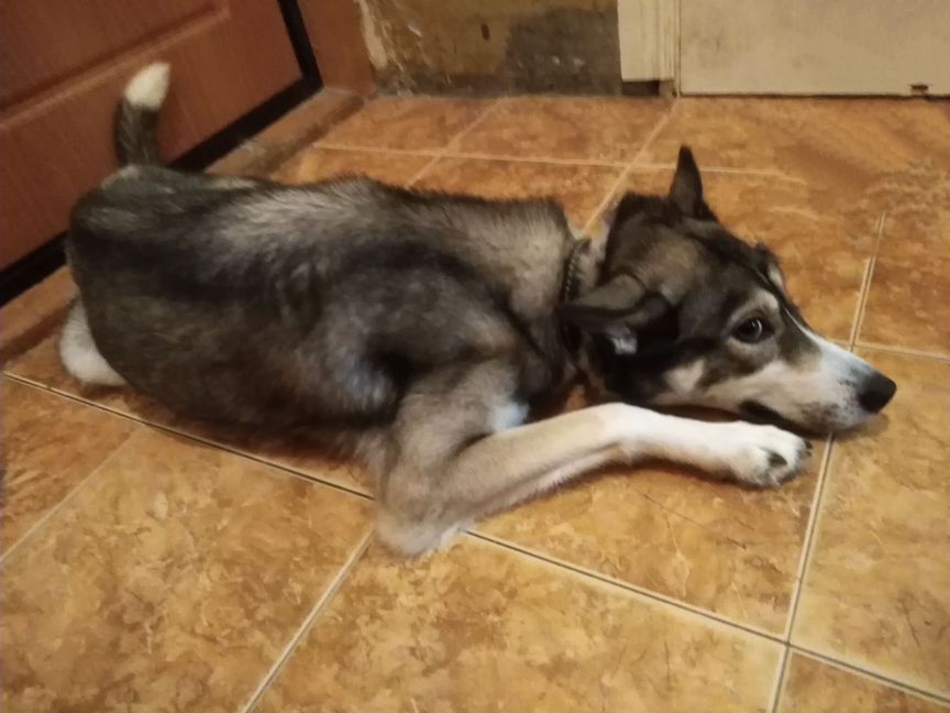 Отдам в добрые руки метиска хаски и лайки