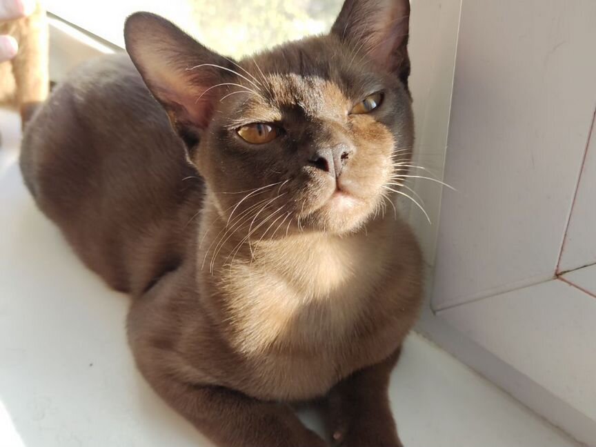 Европейская бурма,соболиный котик