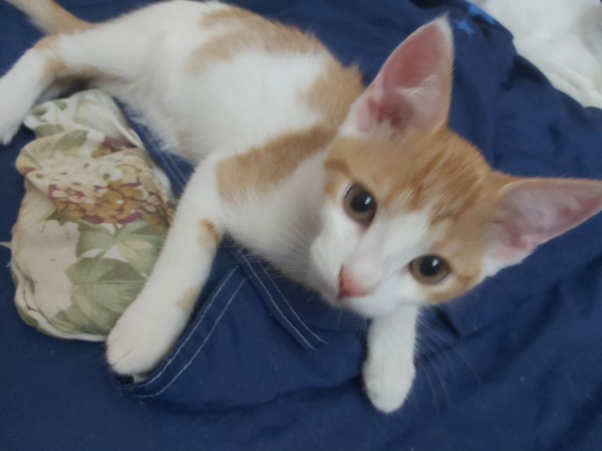 Отдам в добрые руки котят