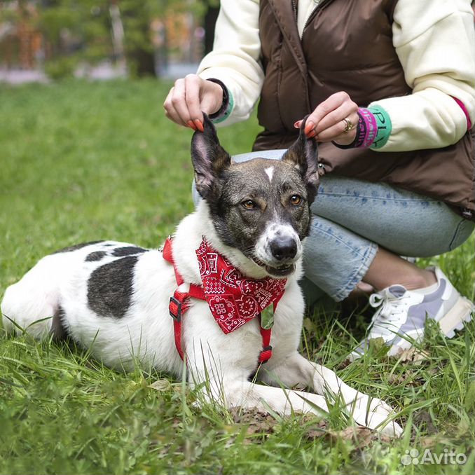 Осторожная и робкая собака ищет дом