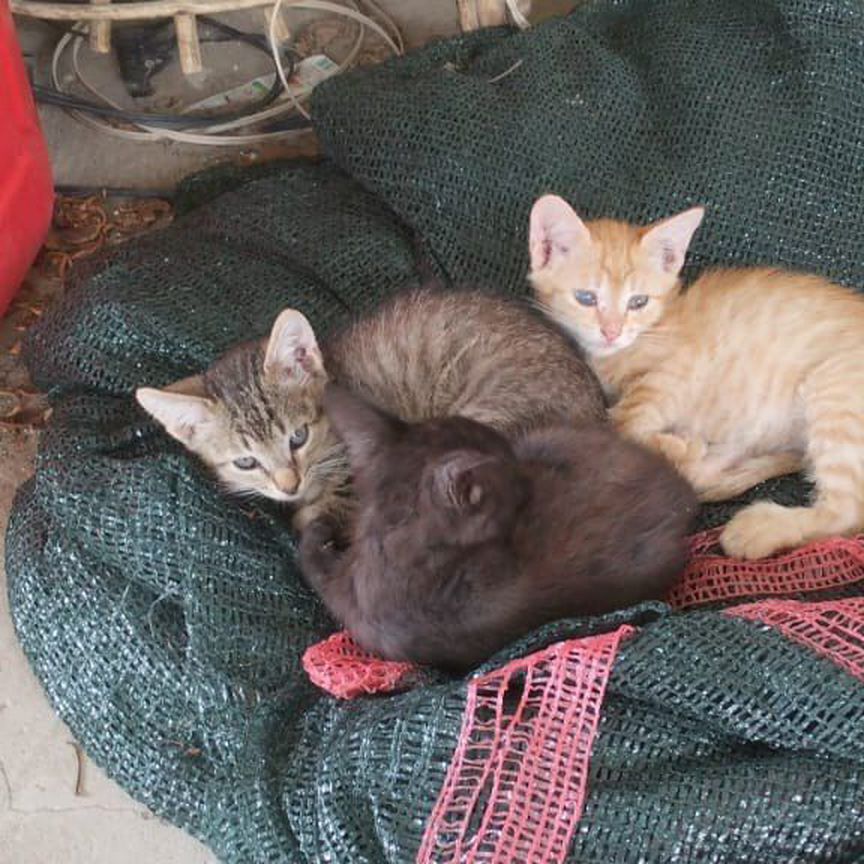 Котята в добрые руки