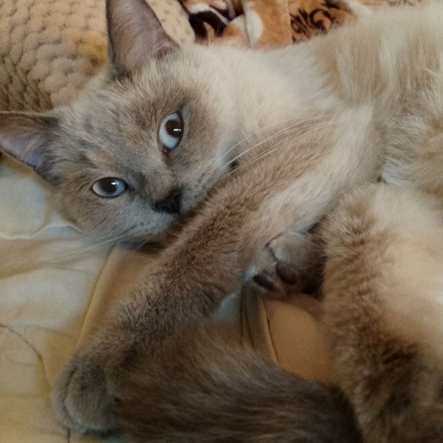 Кошечка Сири в добрые ручки