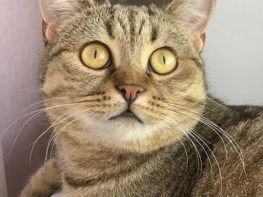 Кошка Няша