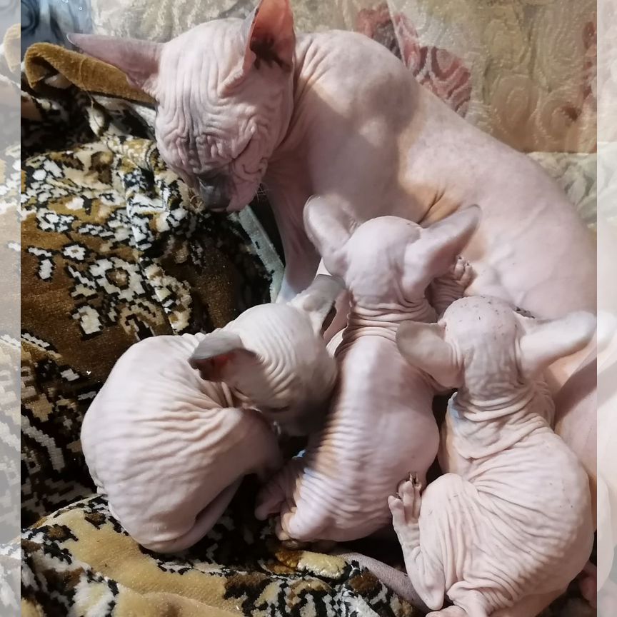 Донской сфинкс котята