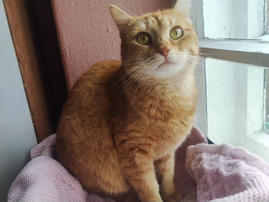 Кошка в добрые руки