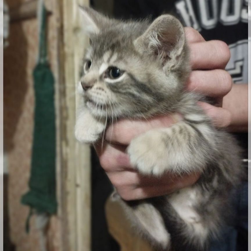 Взрослый кот в добрые руки