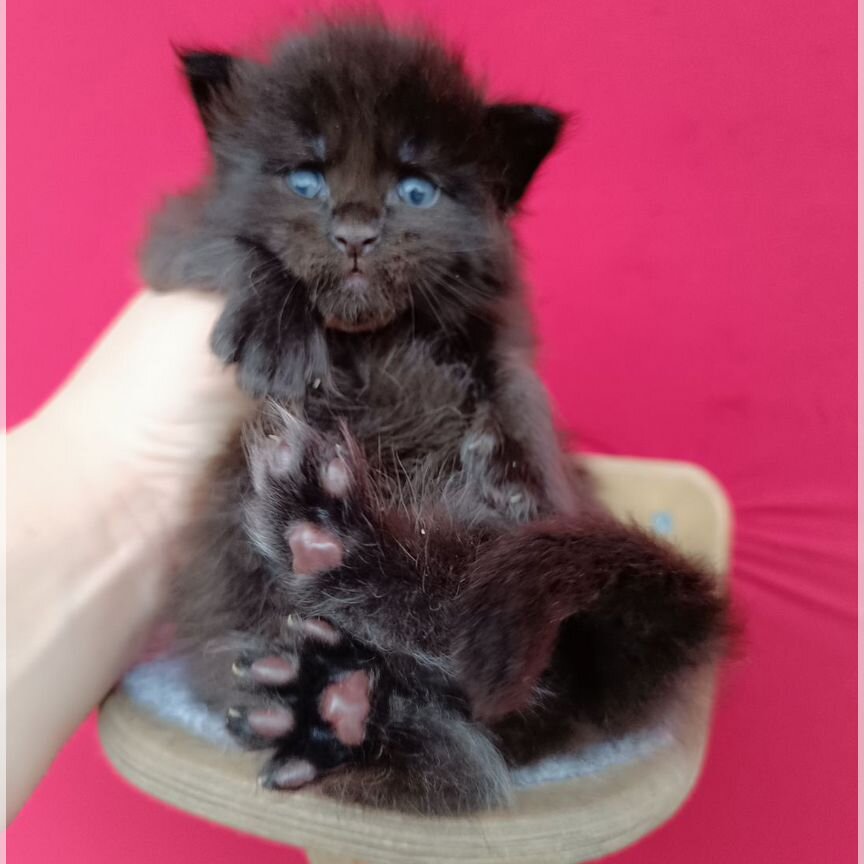 Мейн-кун котёнок