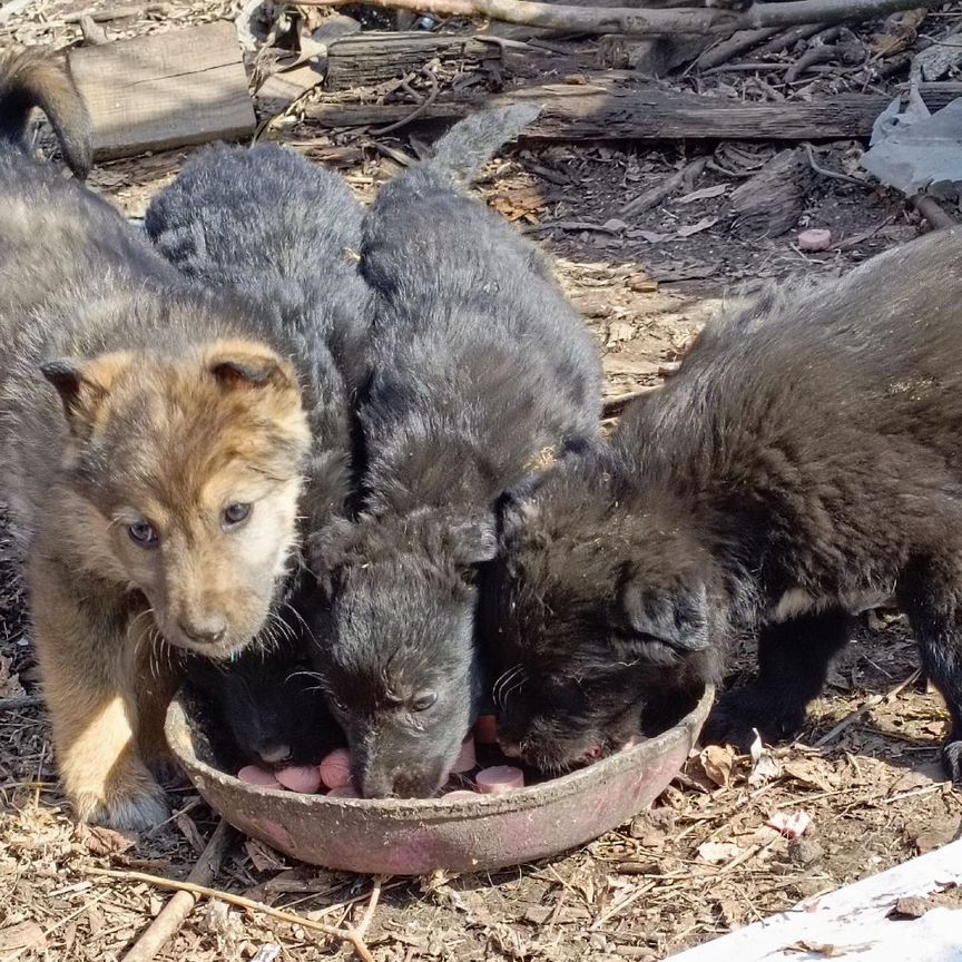 Щенок в добрые руки
