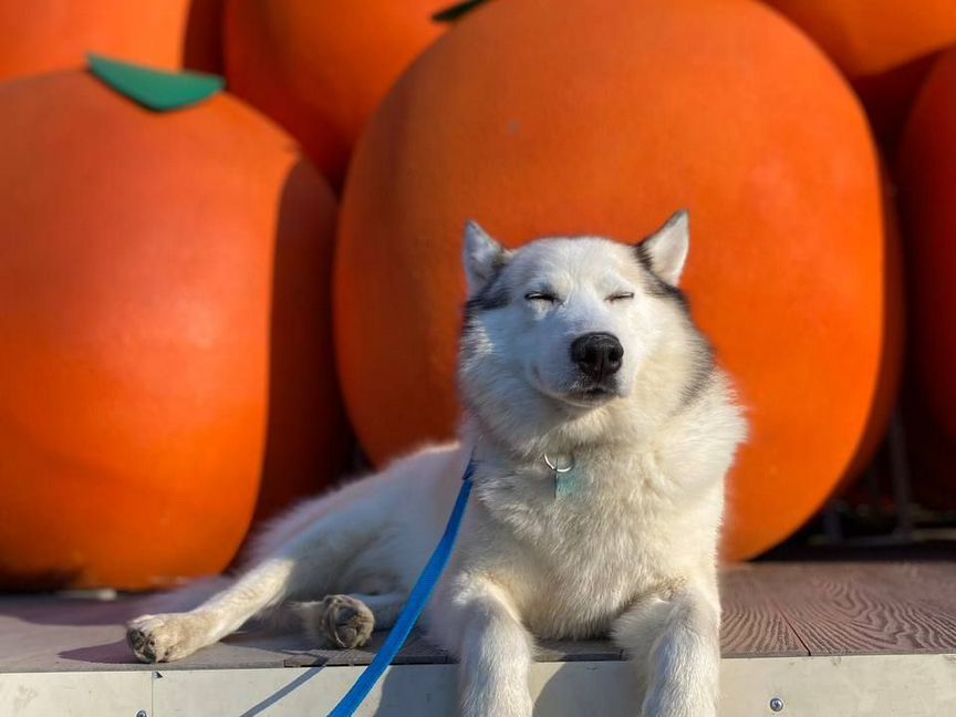 Нео 1 спокойный Хаски в добрые руки