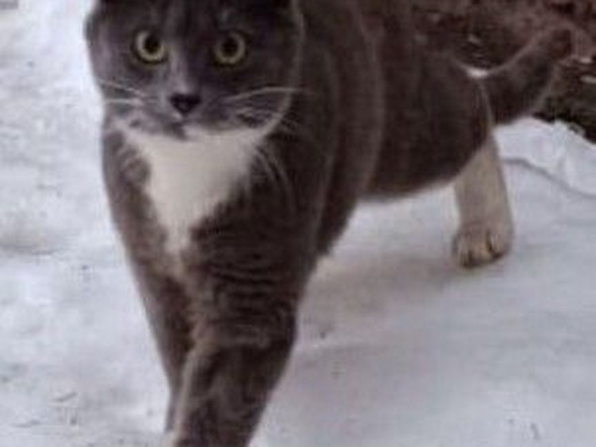 Брошенные мурлыки