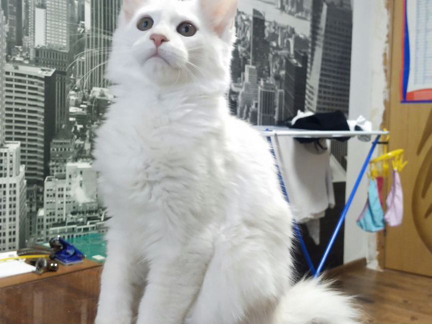 Котик ds11/12