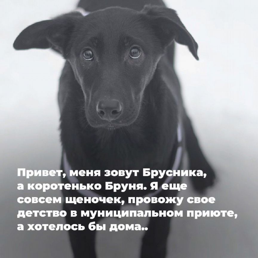 Щенок с грустными глазами ждёт семью в приюте