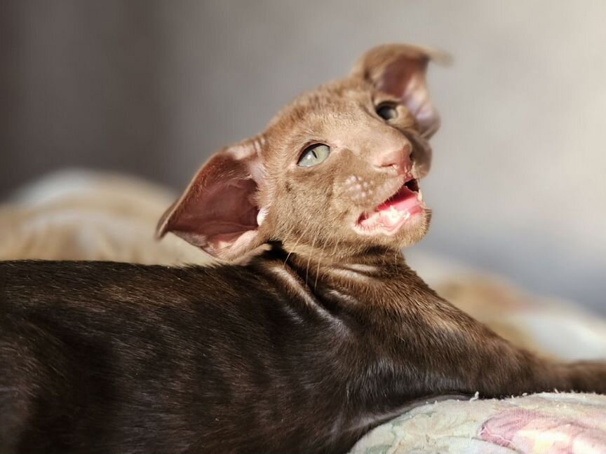 Ориентальные котята экстрим