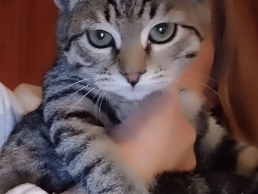 Кошки