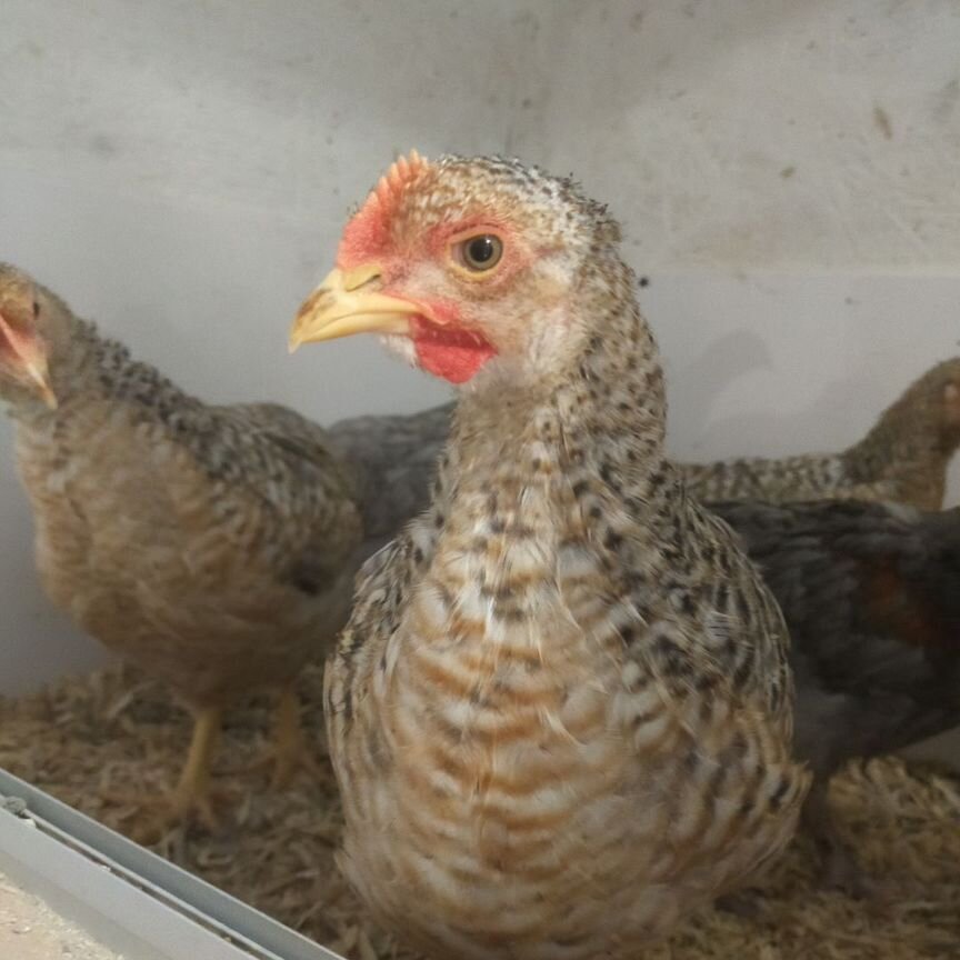 Цыплята Билефельдер