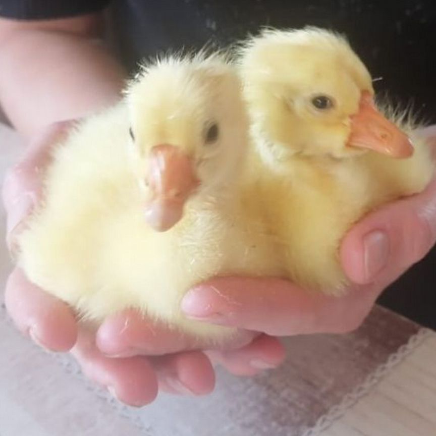 Гусята подрощенные