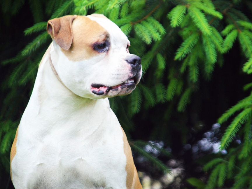 Американский стаффордширский терьер Лёва, 2 года