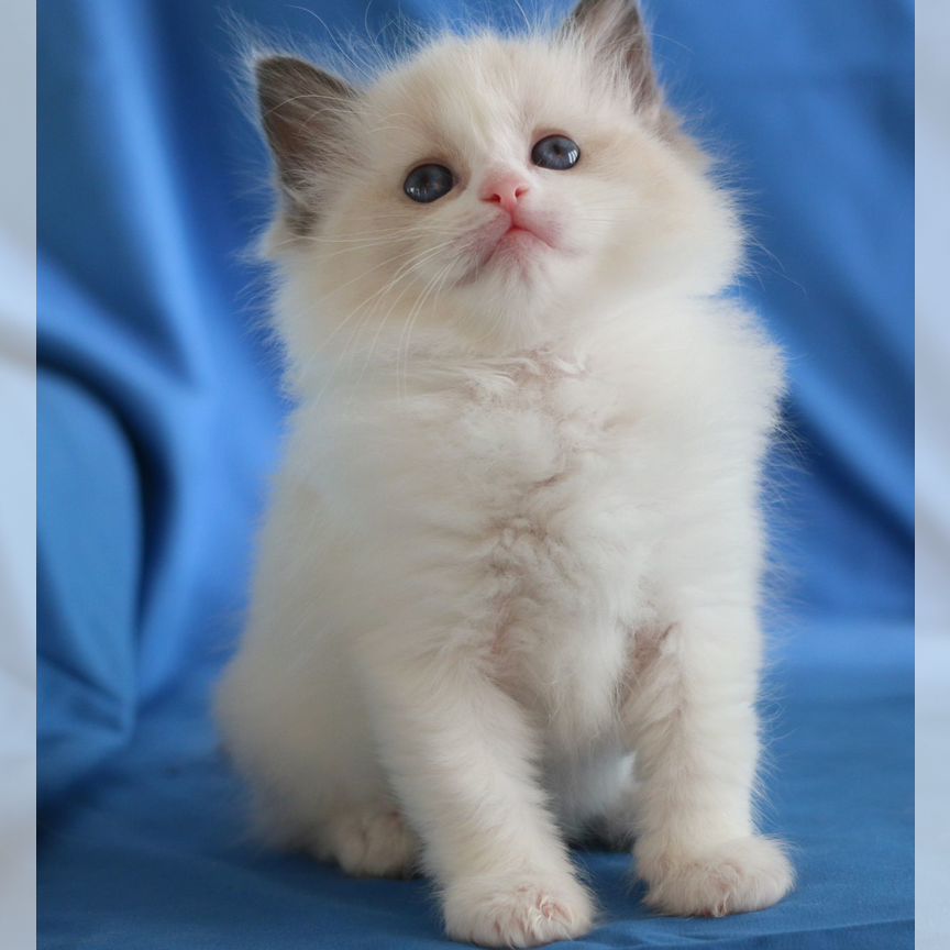 Котята рэгдолл девочка